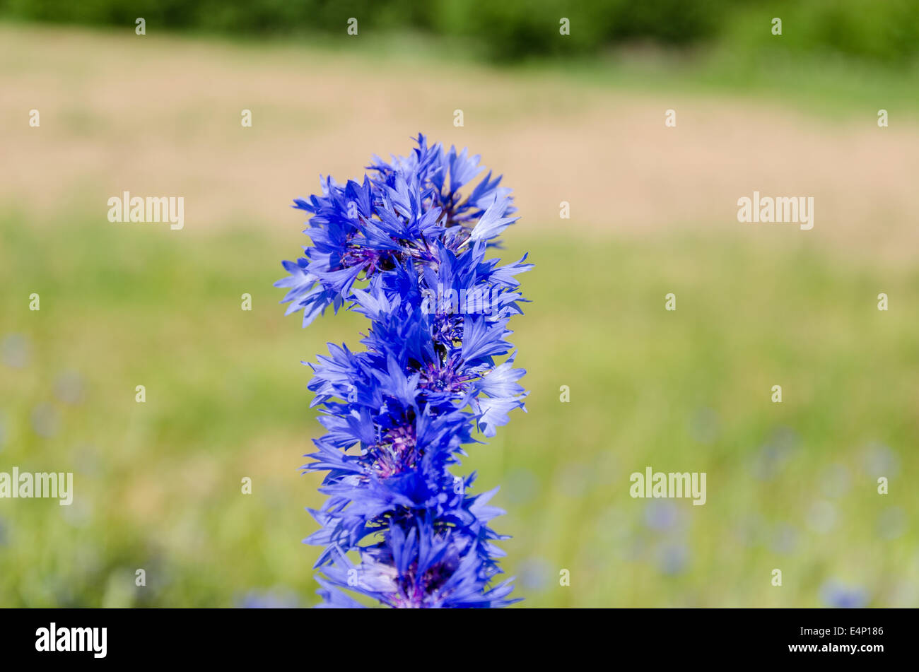 bright blue cornflower bouquet on nature green background Stock Photo ...