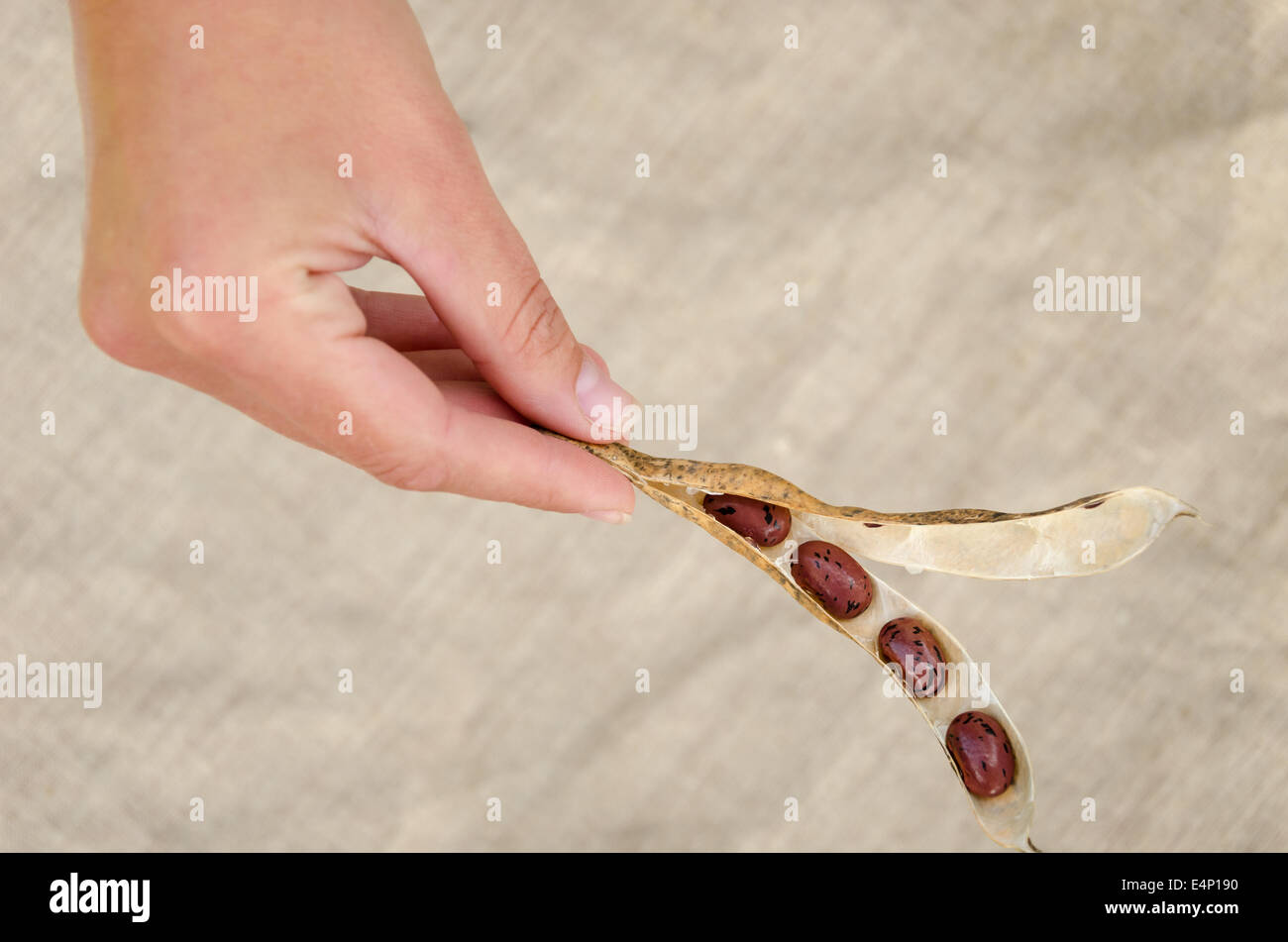 woman hand hold dried bean open pod on linen background Stock Photo - Alamy
