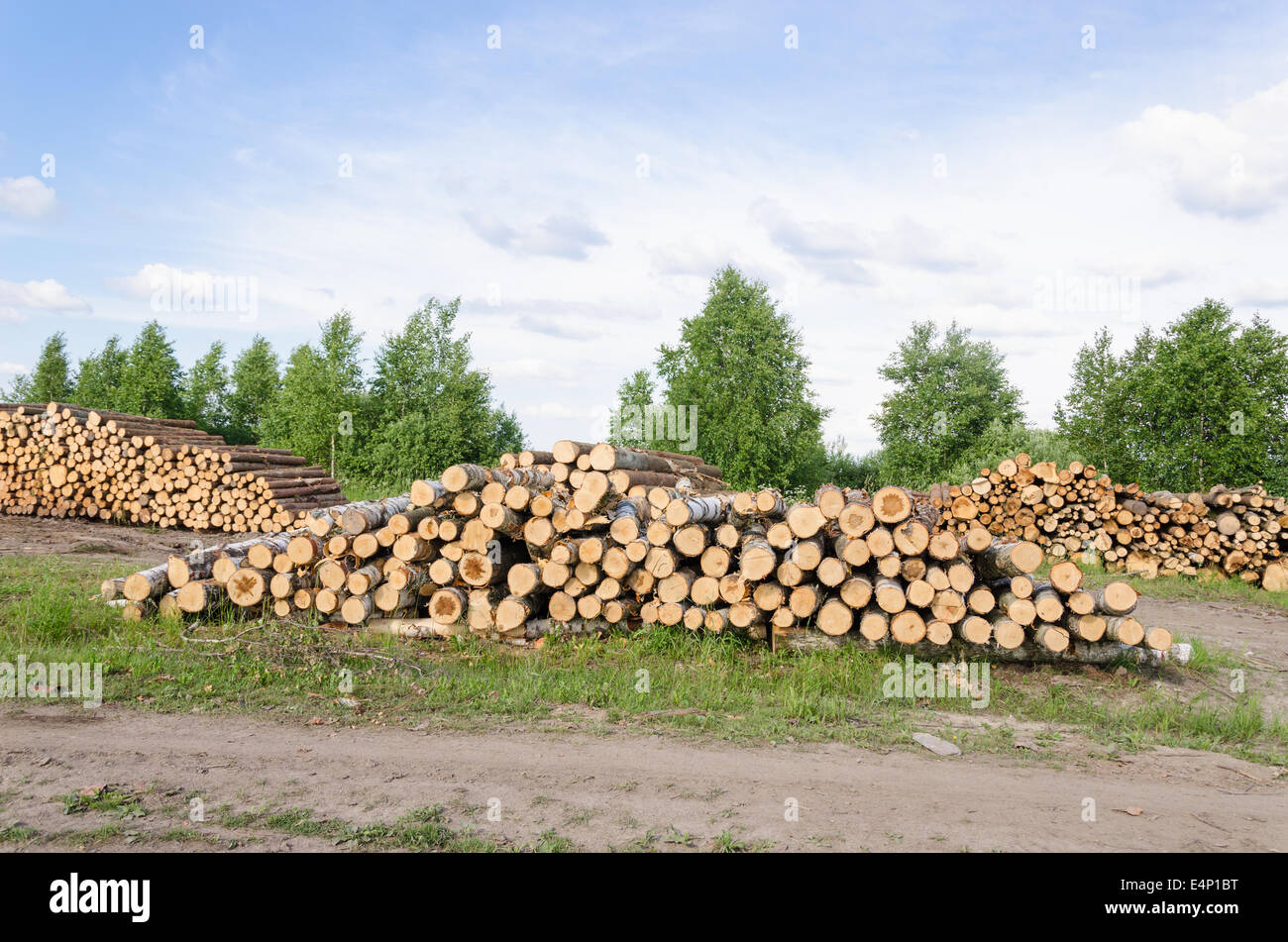 Wood felling industry. Stacked birch and pine tree logs in autumn Stock ...