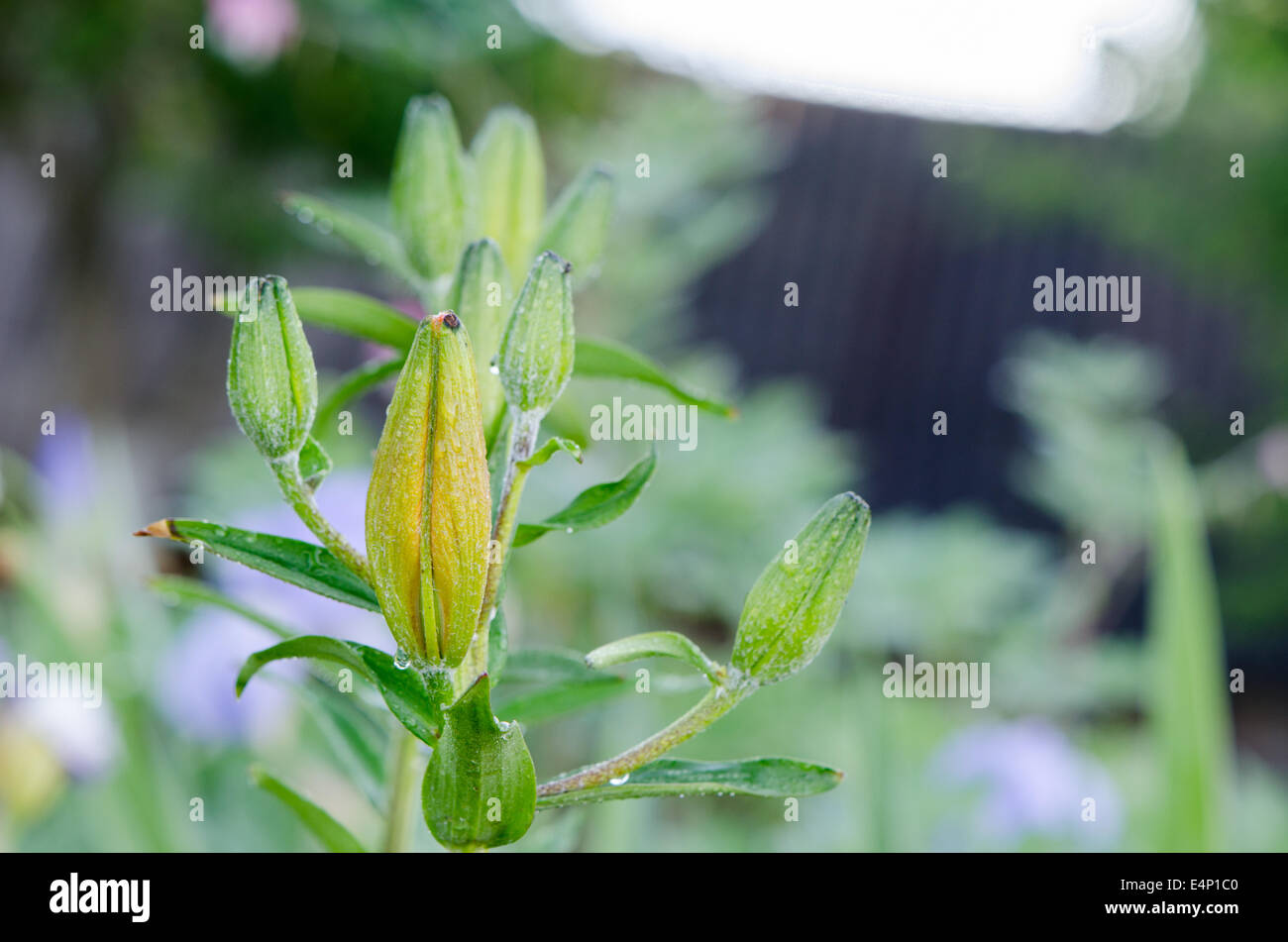 close up of lily (Lilium) bud on rainy day spring Stock Photo - Alamy