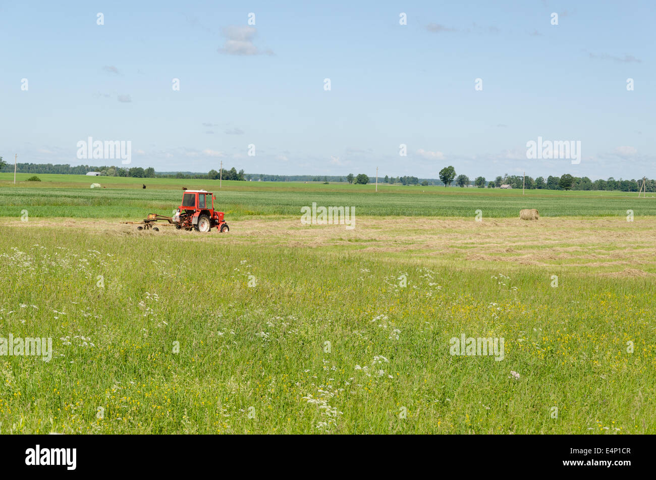 Drying grass hi-res stock photography and images - Alamy