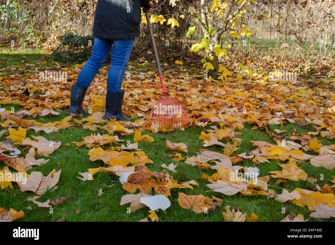 Rake leaves hi-res stock photography and images - Alamy