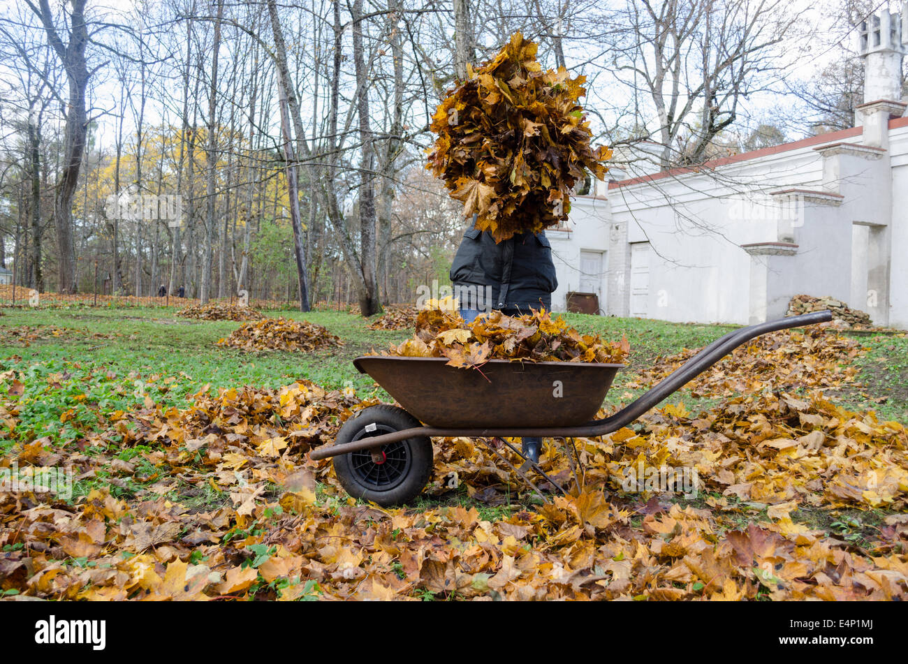gardener hold big pile of dry brown autumn leaves near the old barrow ...