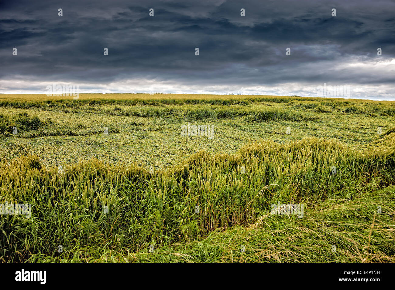 Wheat field destroyed by storm on dramatic sky Stock Photo - Alamy
