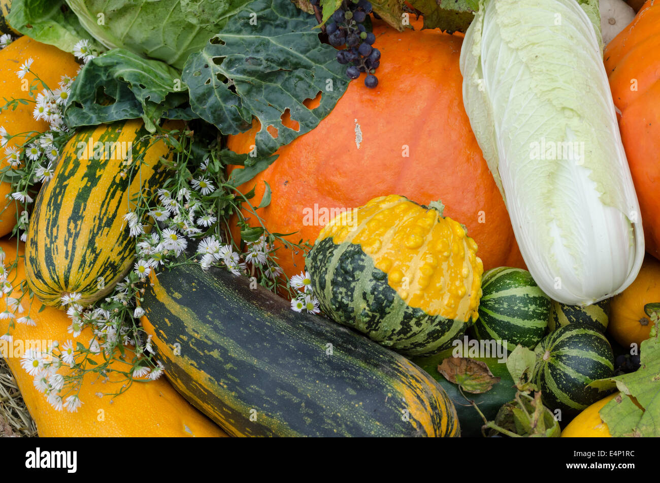 close up of autumn harvest vegetable marrow pumpkin flower Stock Photo ...