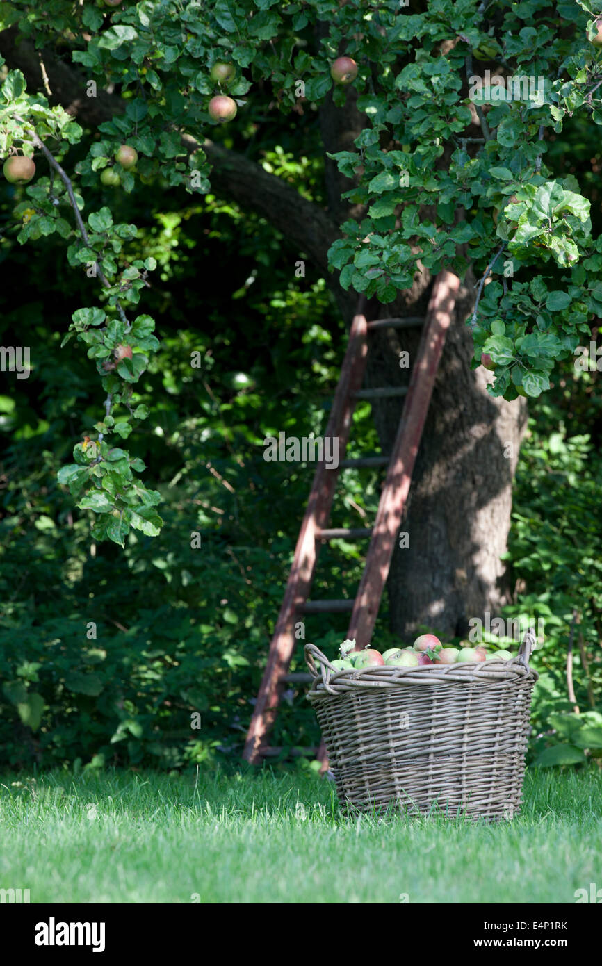 Orchard ladder hi-res stock photography and images - Alamy