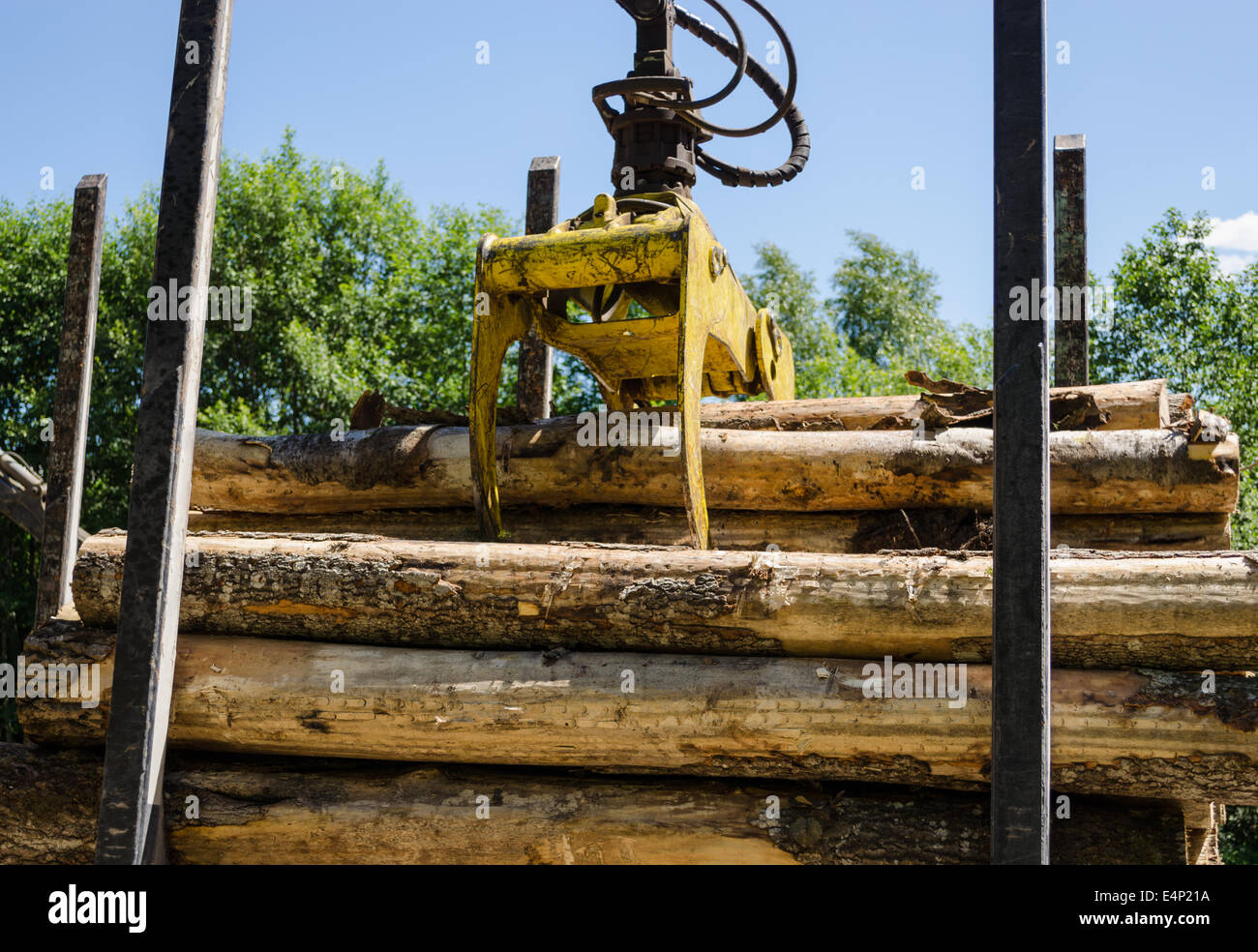 truck clippers unloading the cut logs neatly piles trailer forest area ...