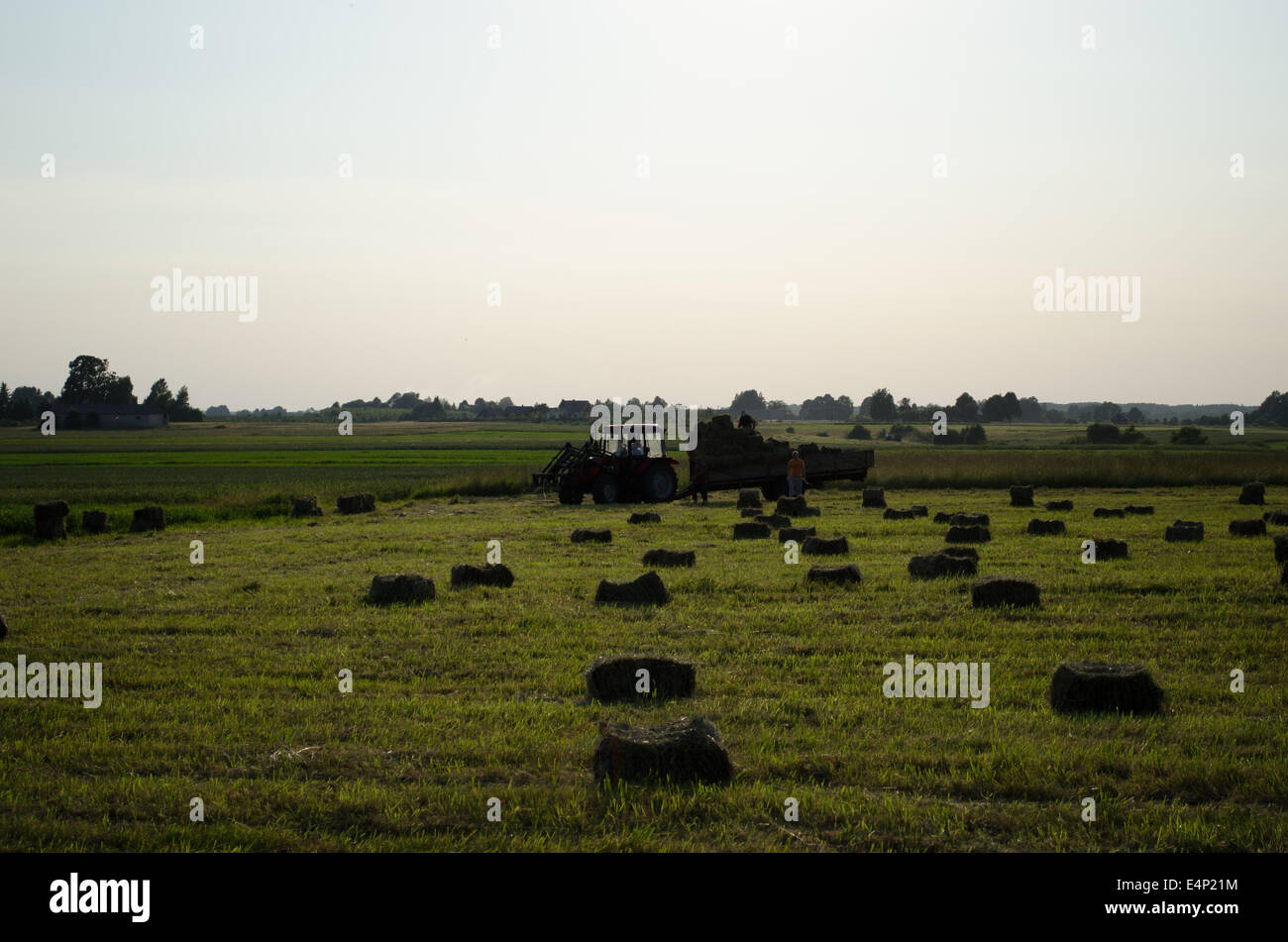 Group of farm workers carry load dried hay straw bales to tractor ...