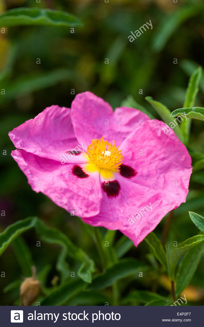Rockroses High Resolution Stock Photography and Images - Alamy