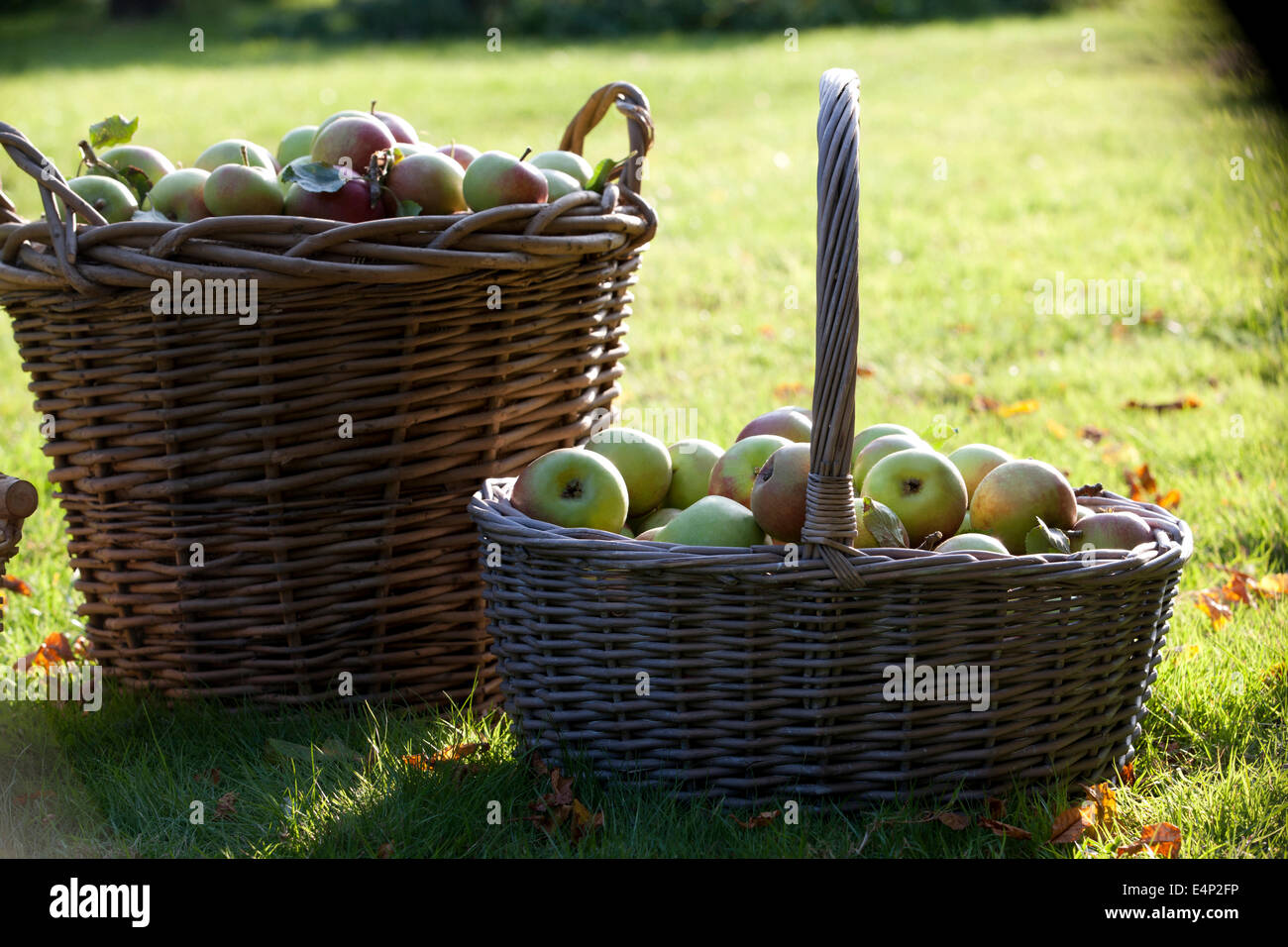 Baskets full of apples Stock Photo - Alamy