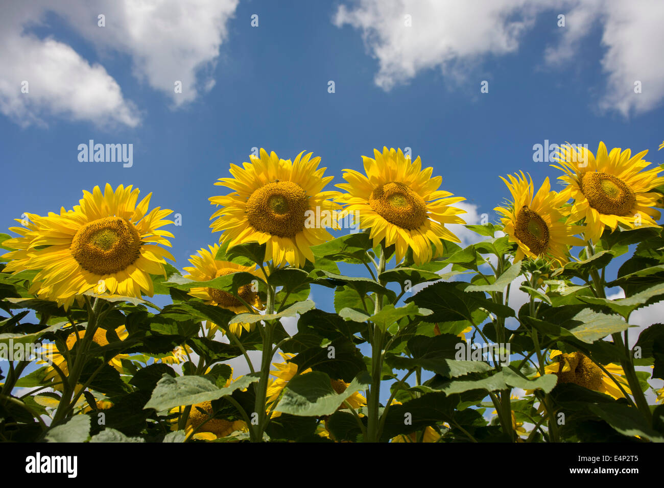 Unsaturated fatty meadow hi-res stock photography and images - Alamy