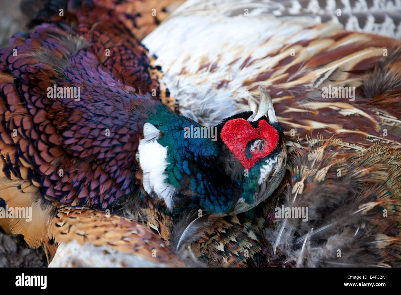 Dead male pheasant hi-res stock photography and images - Alamy