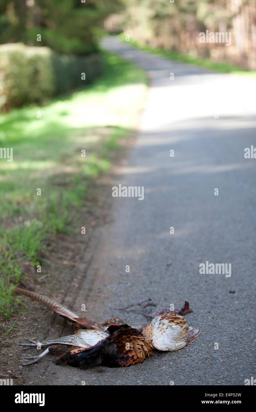 A dead pheasant laying in the road Stock Photo - Alamy