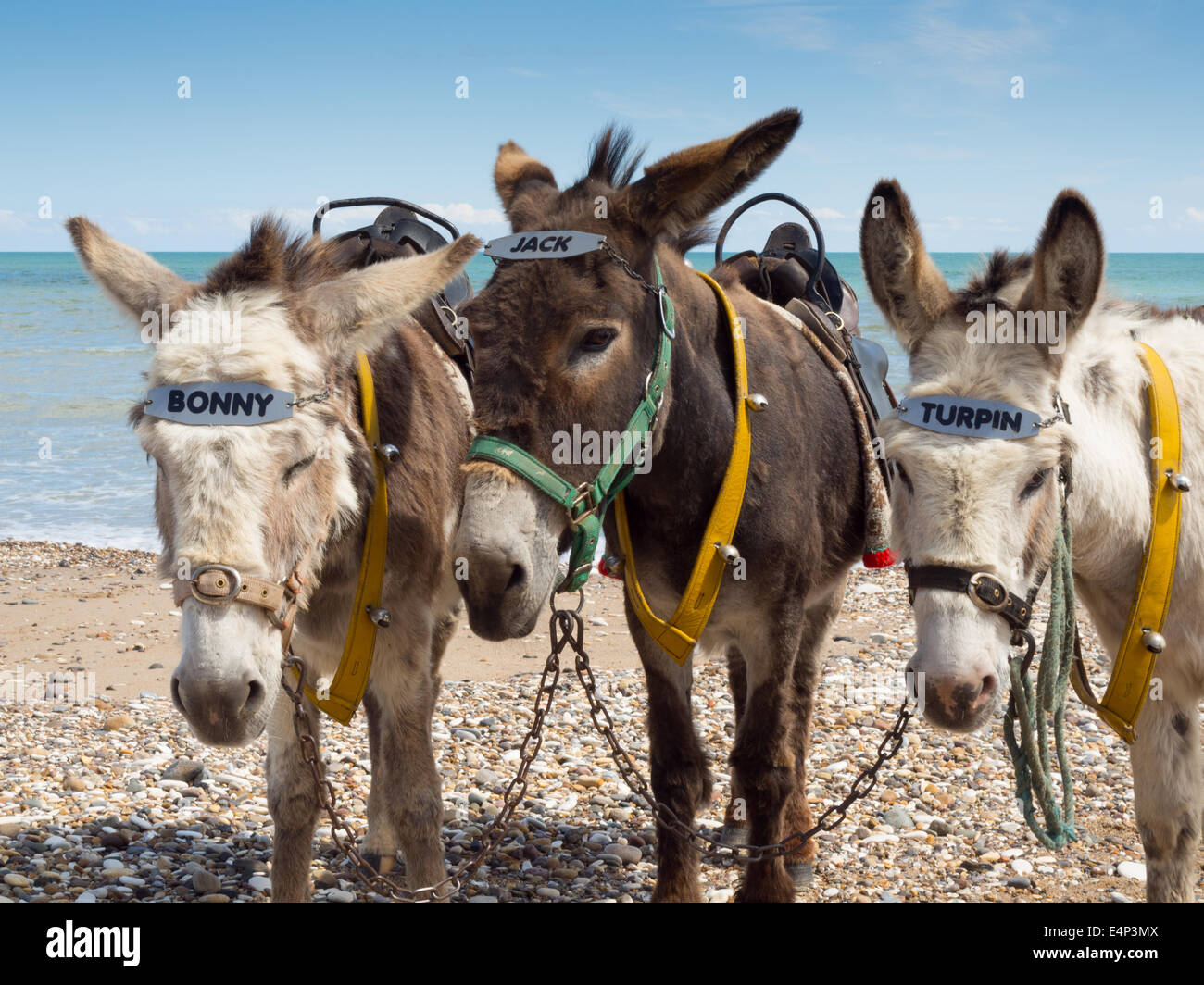 Donkeys On Beach At Seaside High Resolution Stock Photography and ...