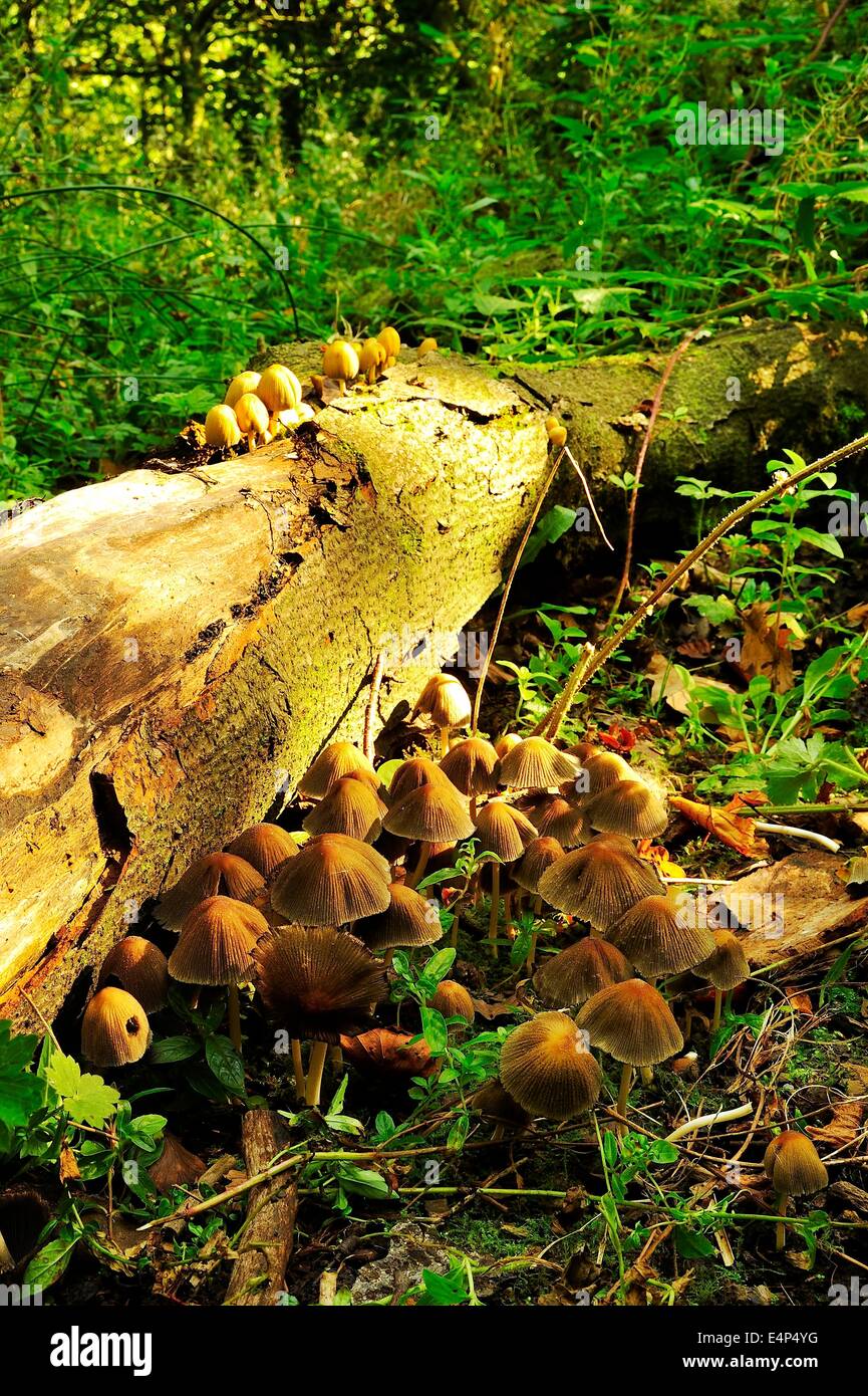 White fruiting bodies of fungi on tree hi-res stock photography and ...