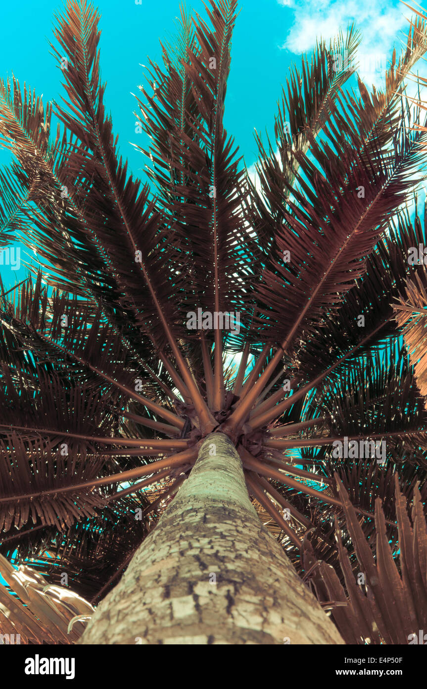 Palm tree with Retro summer filter effect Stock Photo - Alamy