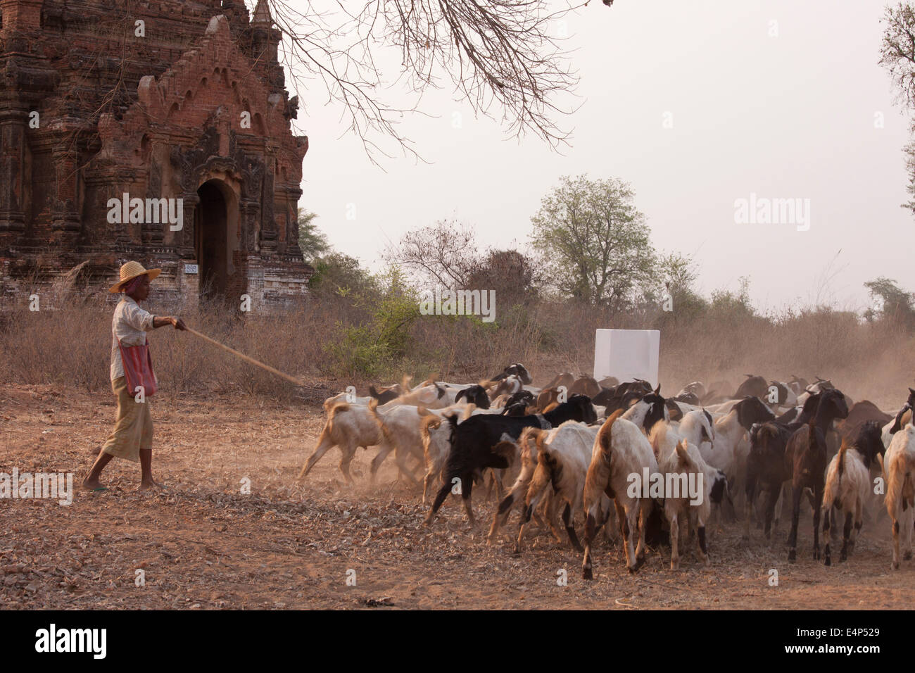 Local farmers in Bagan, Myanmar, herd their goats past a Buddhist stupa ...