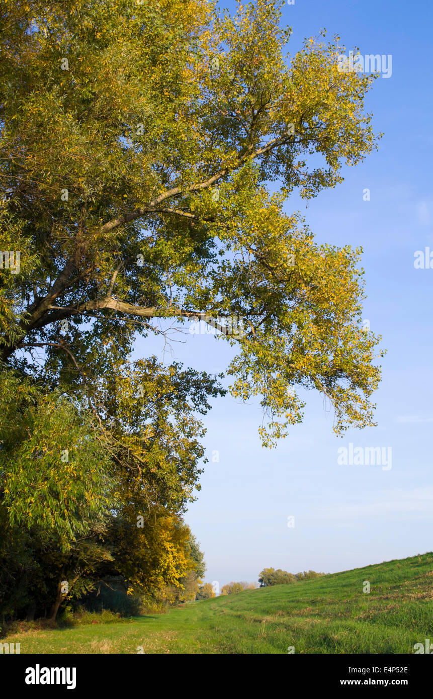 Beautiful tree grass hi-res stock photography and images - Alamy