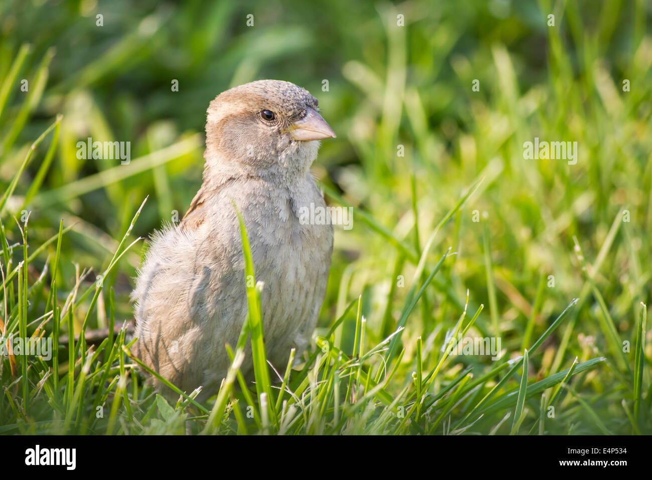 Portrait of a home sparrow Stock Photo - Alamy