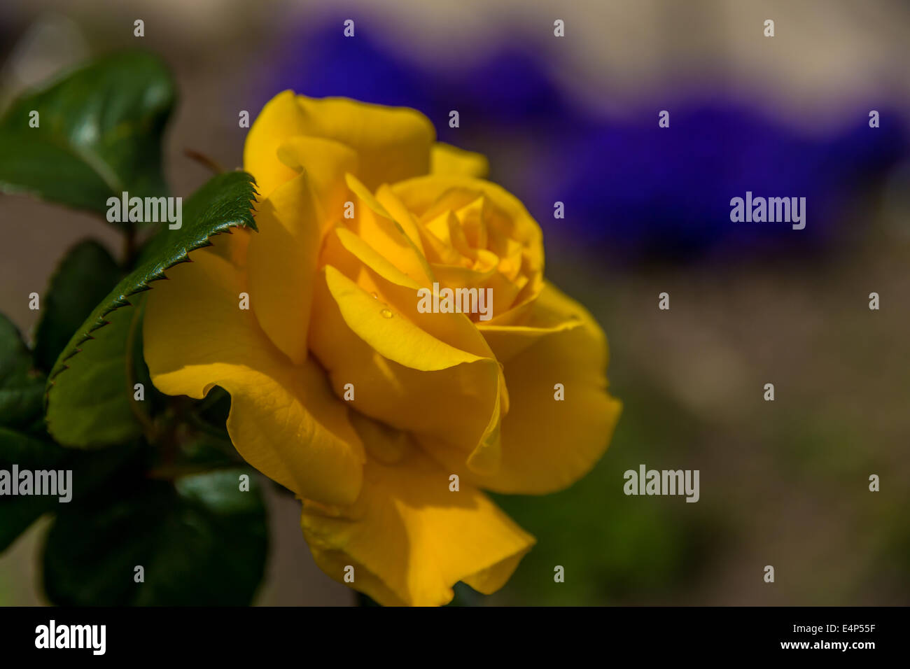 due drop on yellow rose with blue flower background Stock Photo - Alamy