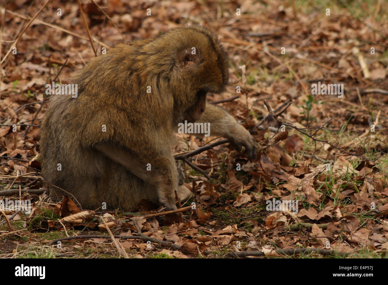 Barbary monkey hi-res stock photography and images - Alamy