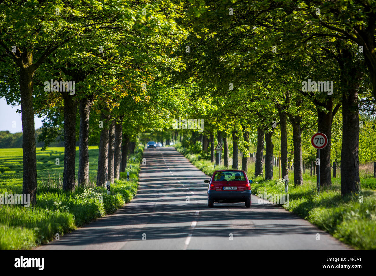 Avenue trees hi-res stock photography and images - Alamy