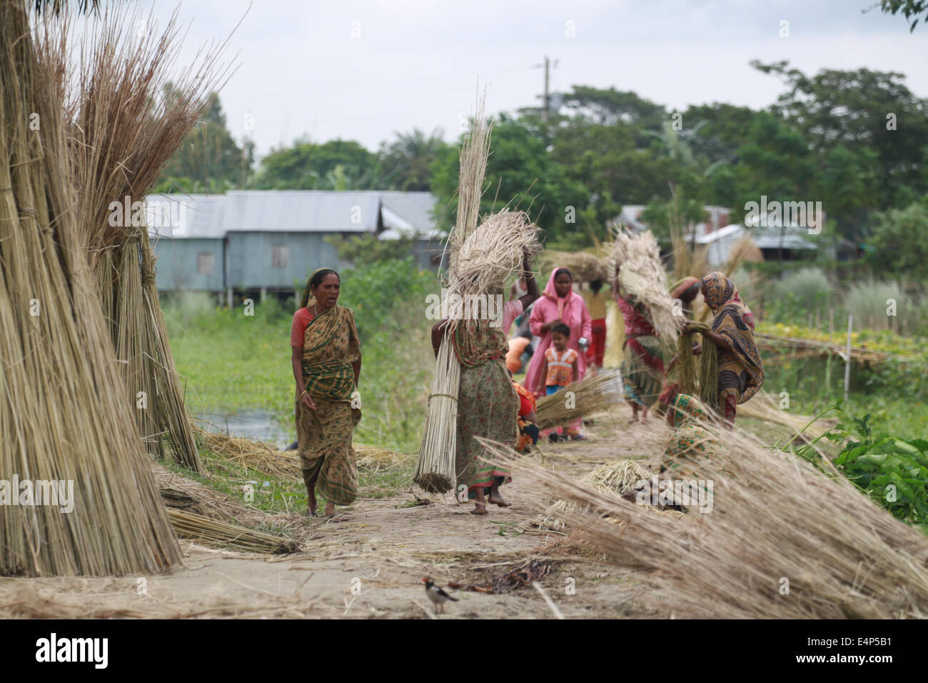 Jute Process In Bangladesh High Resolution Stock Photography and Images ...