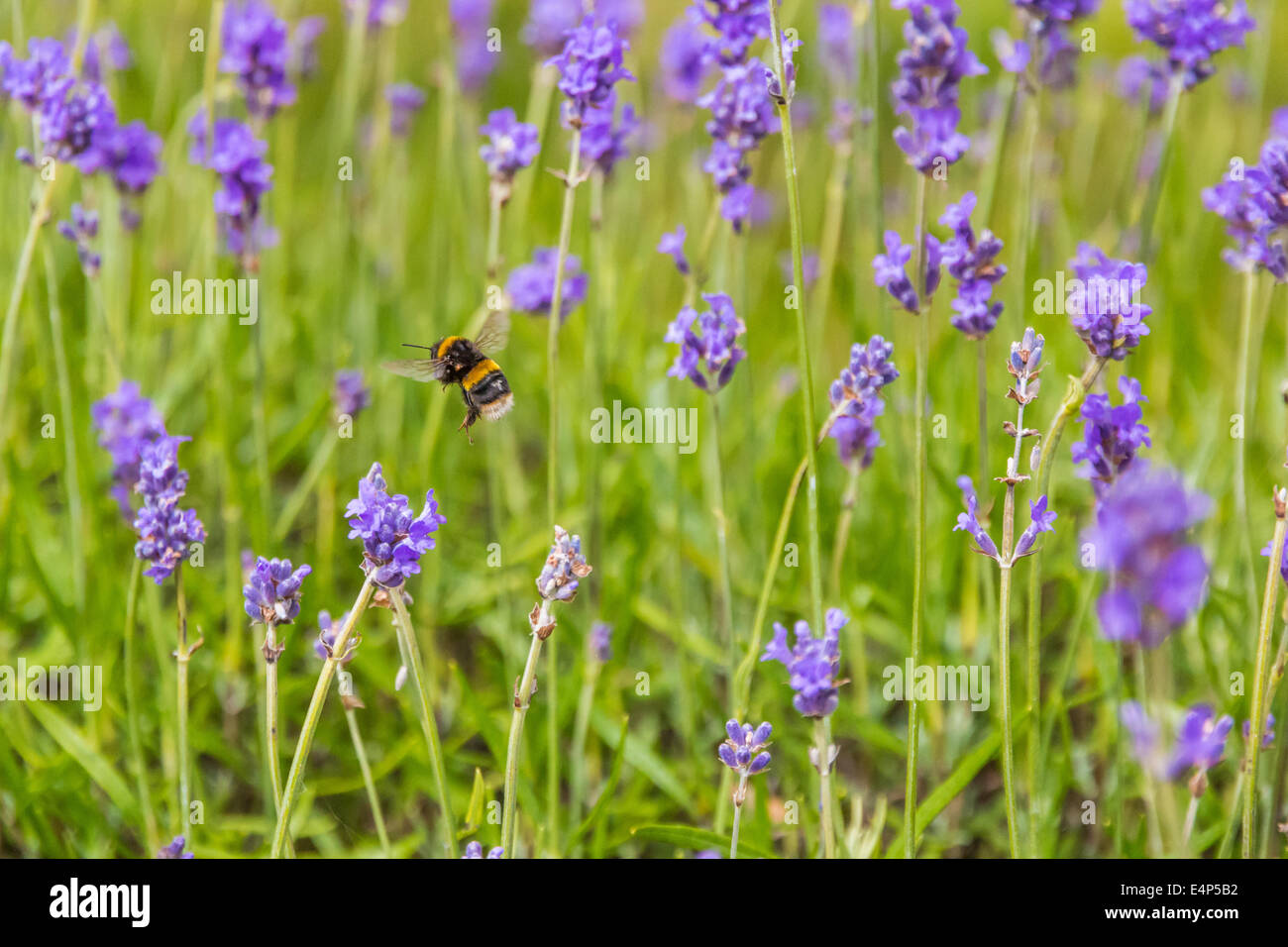 honey bee in garden Stock Photo - Alamy