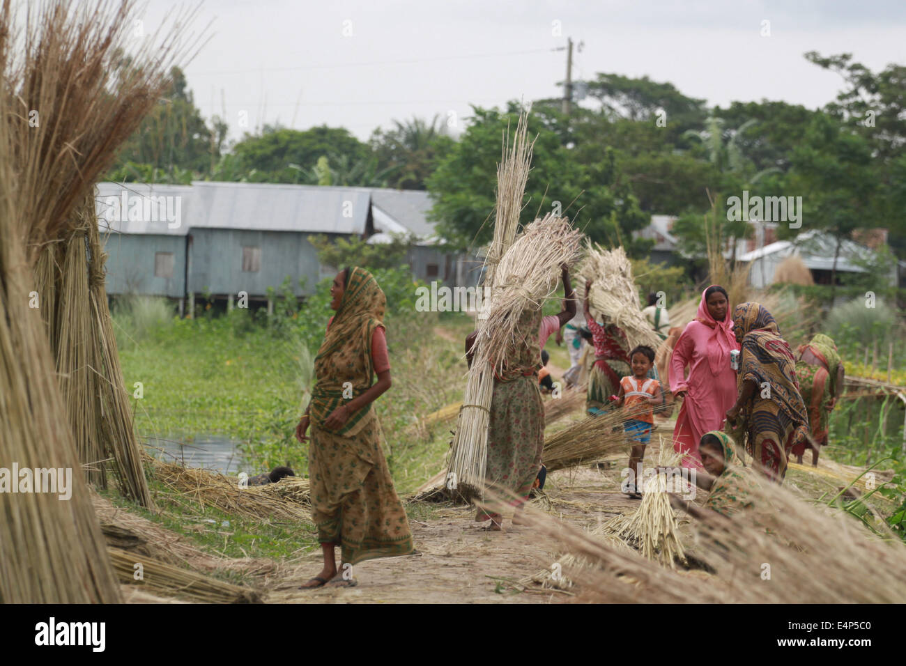 jute processing Stock Photo: 71787296 - Alamy jute processing Stock Photo: 71787296 - Alamy