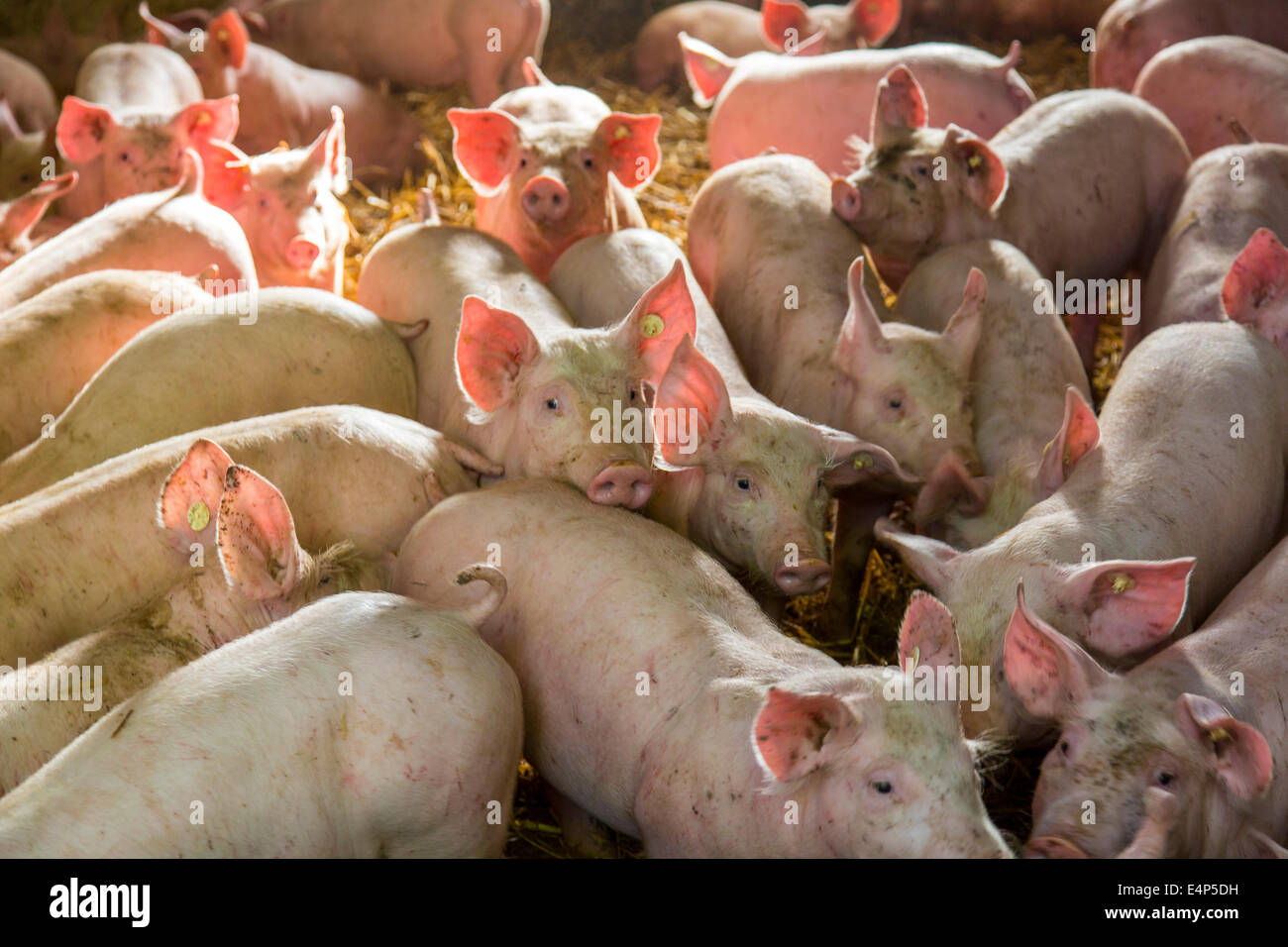 Pigs running free hi-res stock photography and images - Alamy