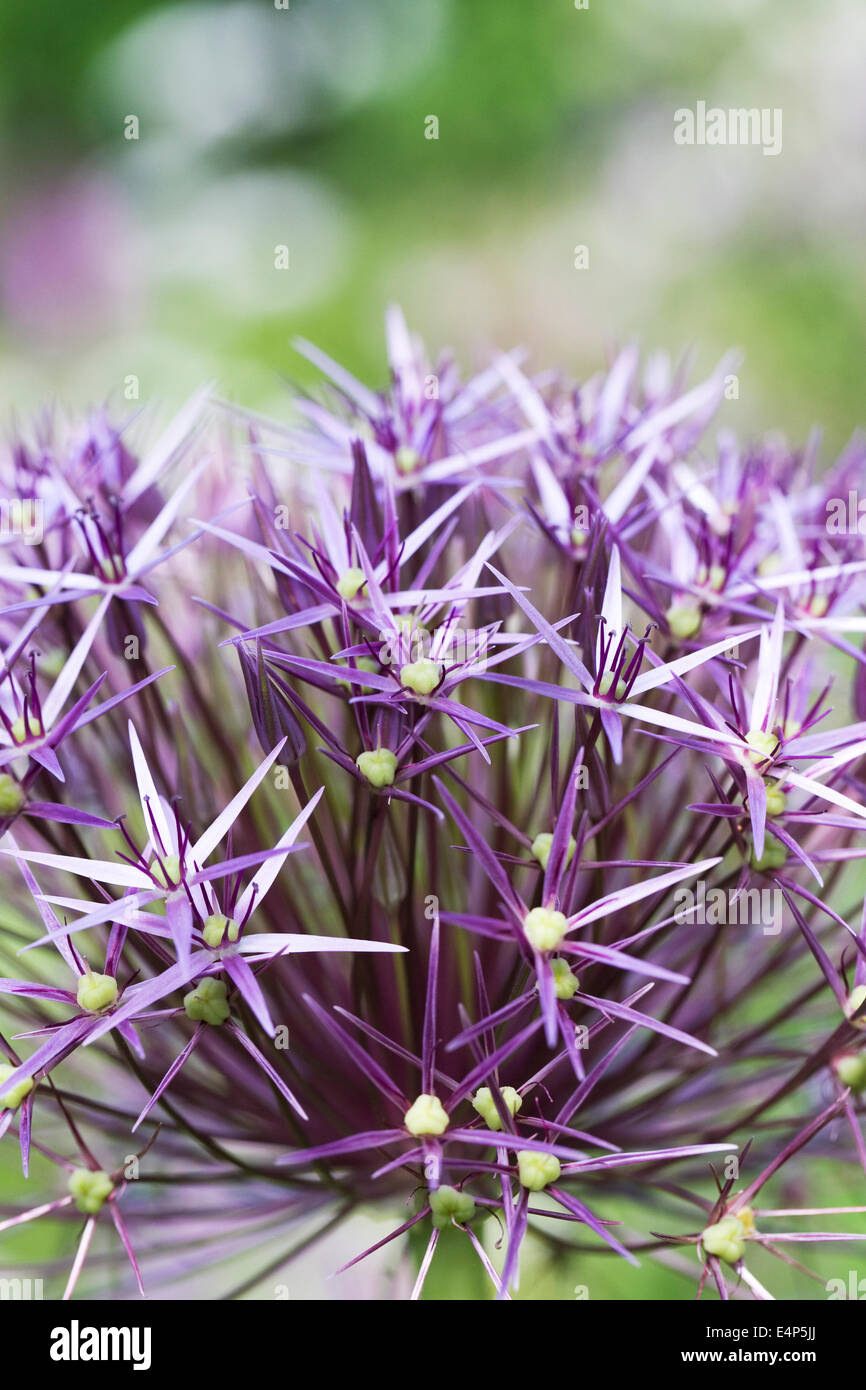 Allium Christophii growing in an English garden Stock Photo - Alamy