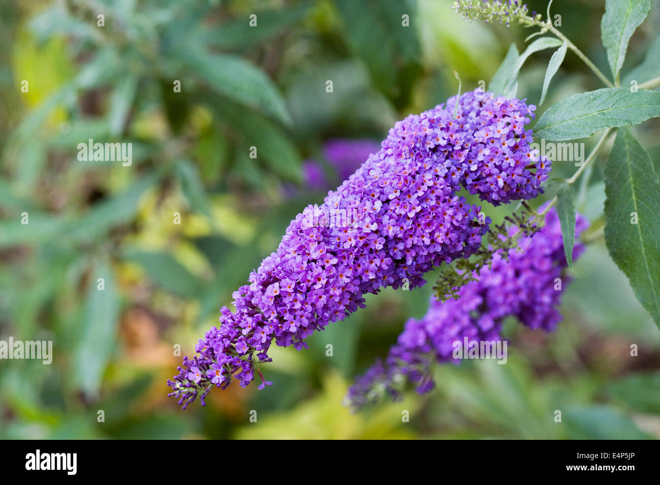Buddleia davidii Buzz Violet 'Tobudviole'. Buddlehia flower Stock Photo ...