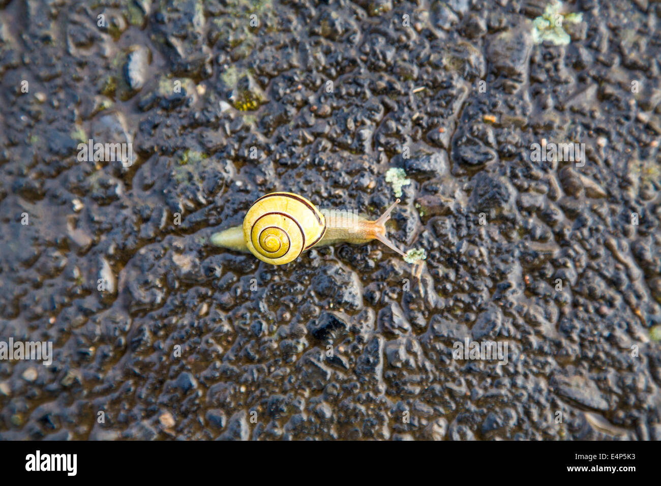 Cepaea nemoralis shells hi-res stock photography and images - Alamy