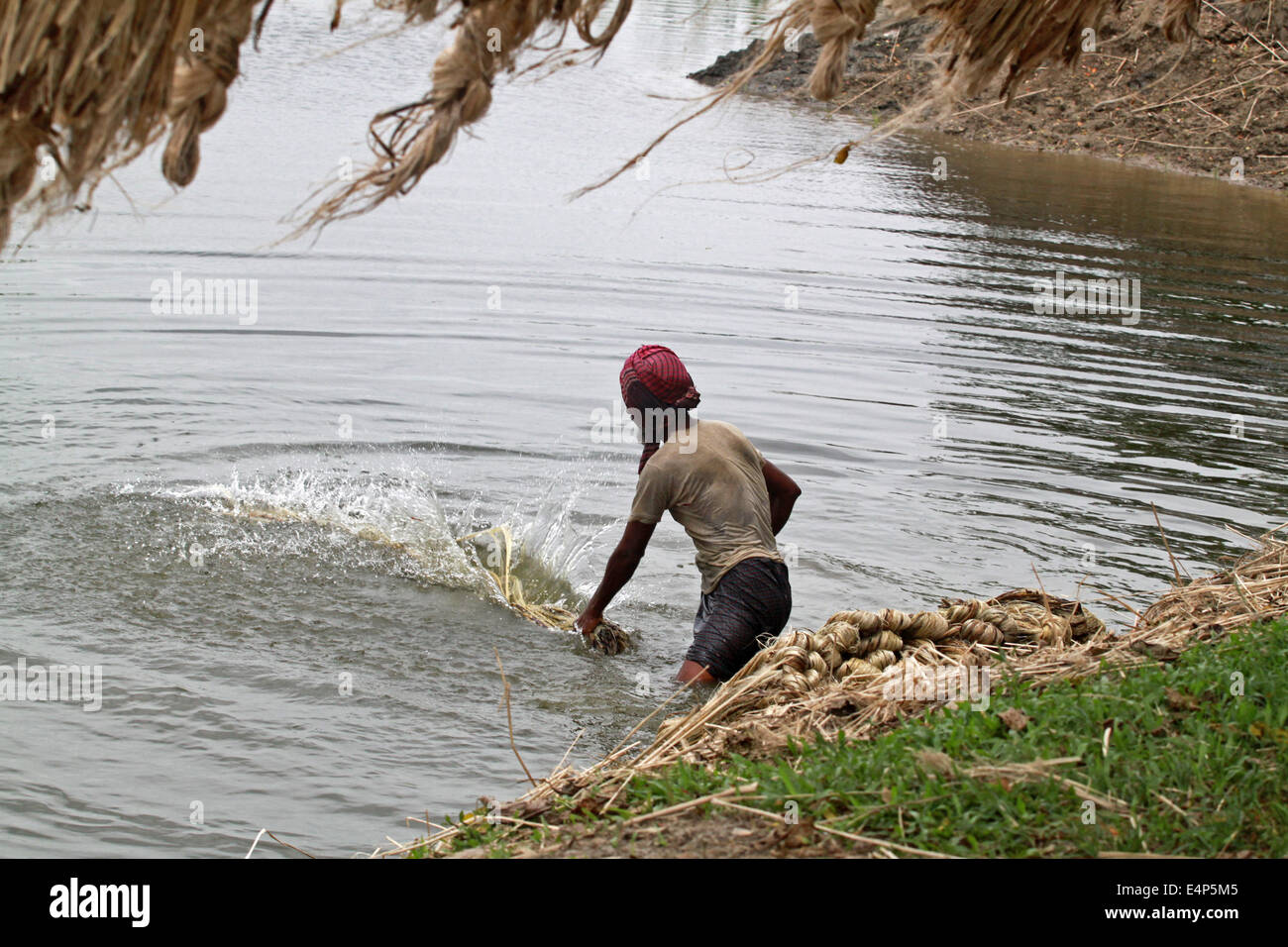 An old man processing jute using water Stock Photo - Alamy