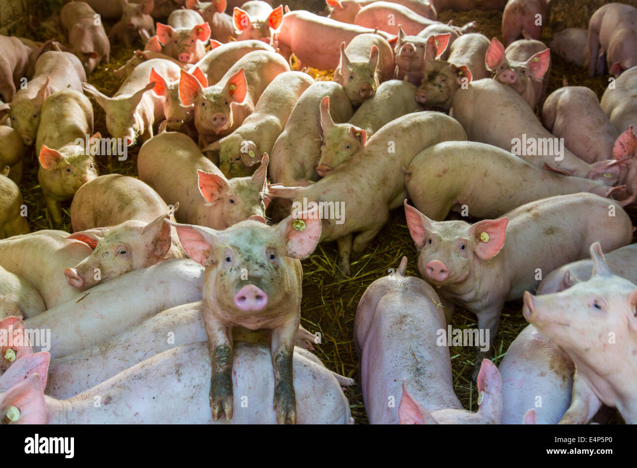 Stable litter hi-res stock photography and images - Alamy
