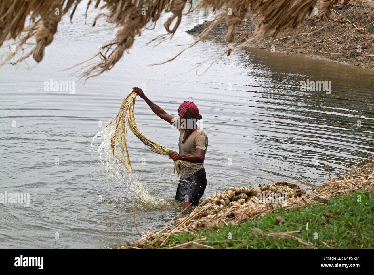 Old man processing jute using water Stock Photo - Alamy