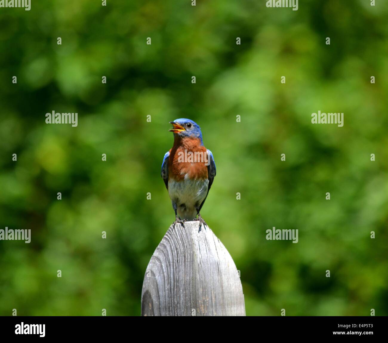 bird male eastern bluebird Stock Photo - Alamy
