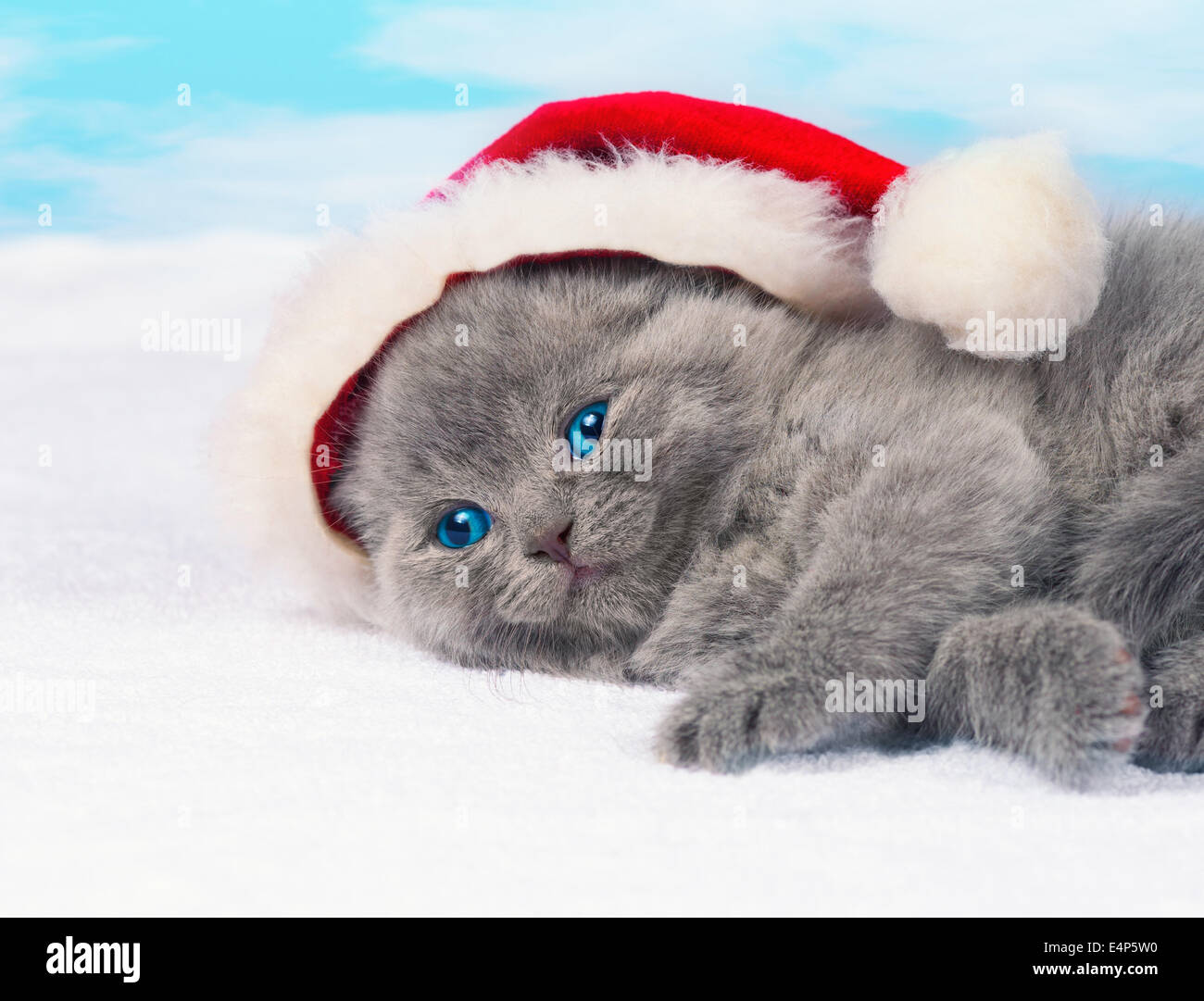 Little kitten wearing Santa's hat Stock Photo - Alamy