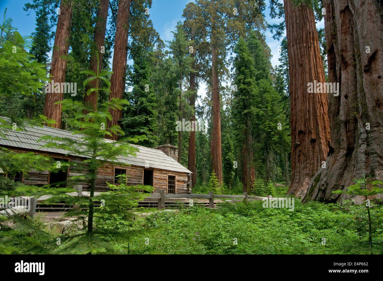 Log cabin in a forest Stock Photo - Alamy