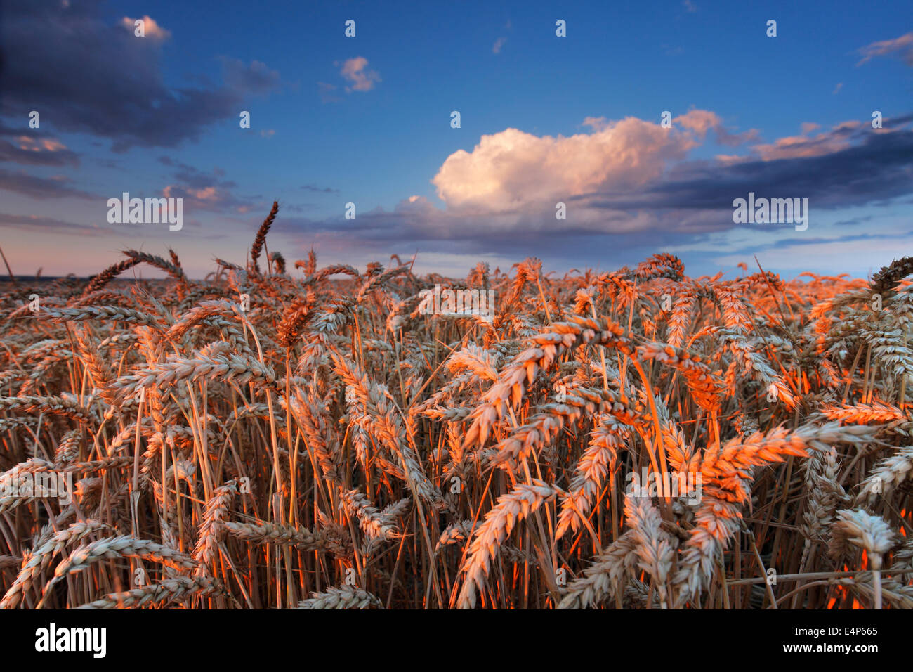 winter wheat field Stock Photo - Alamy