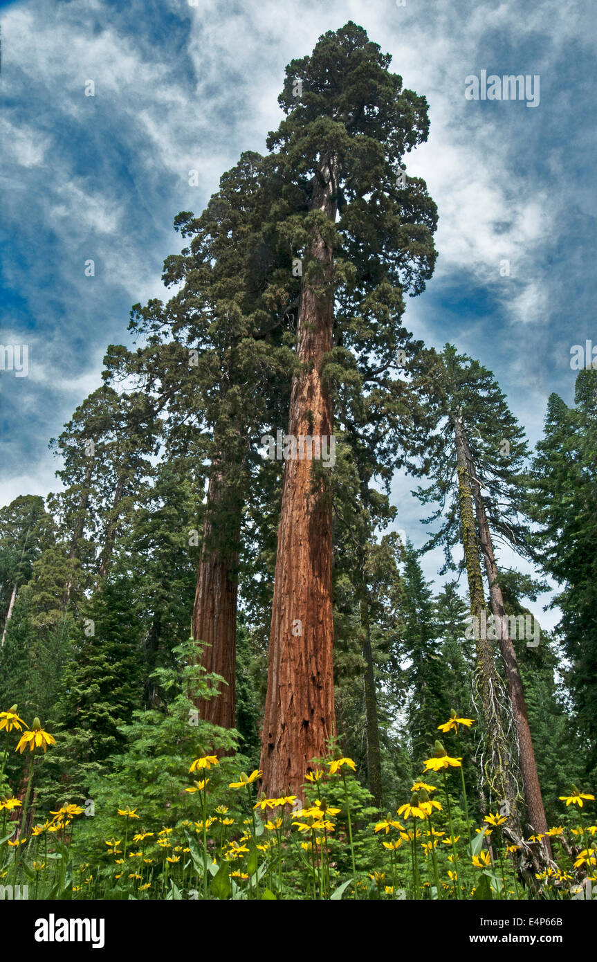 Ancient giant sequoias Stock Photo - Alamy