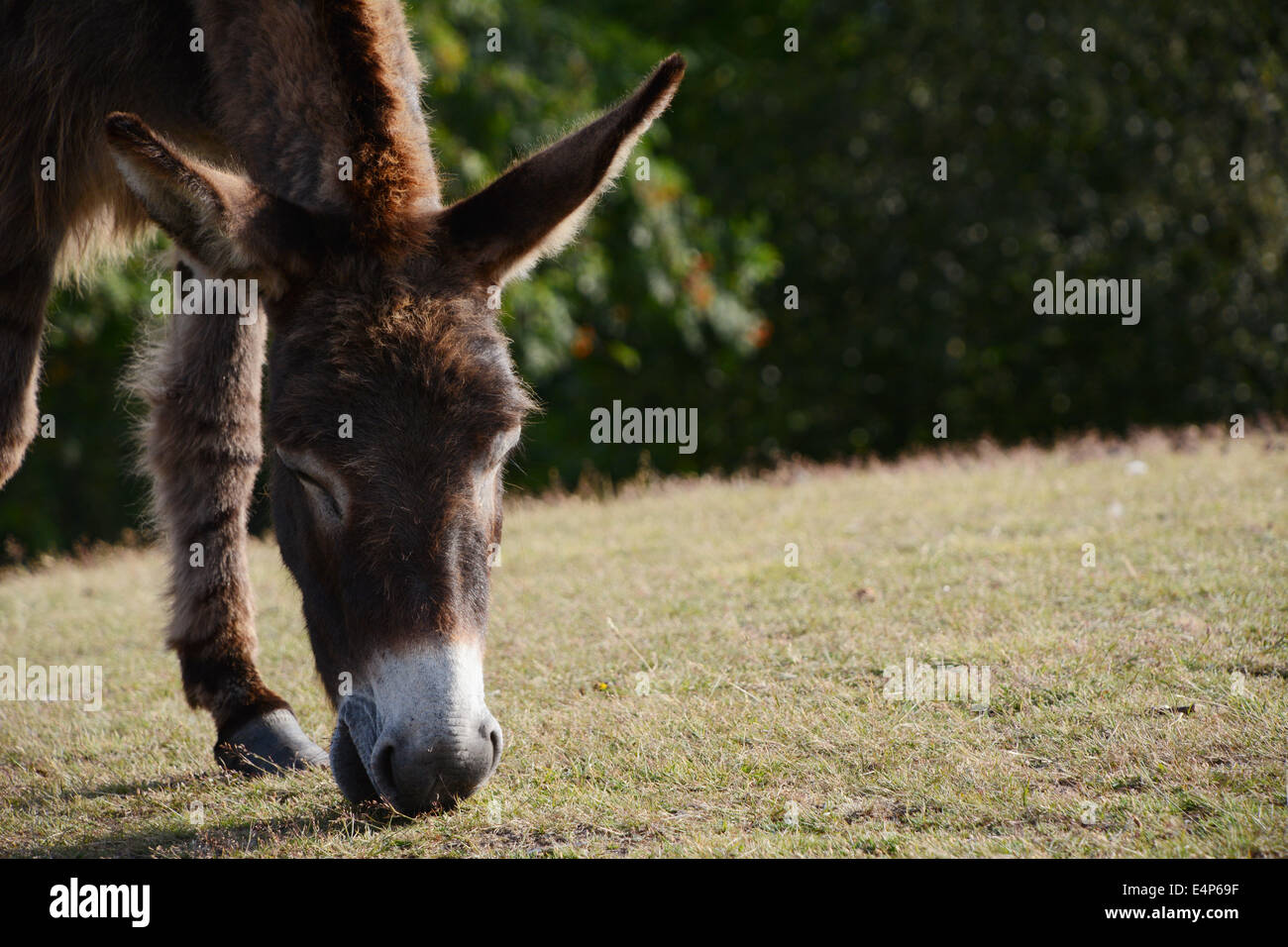 Close-up of a donkey grazing in the New Forest in Hampshire, England ...