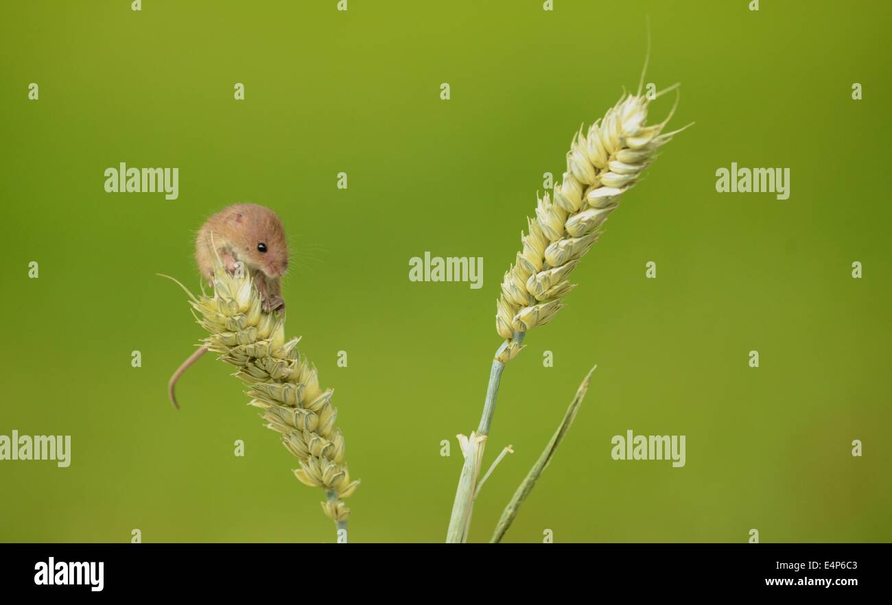 Sitting on mouse hi-res stock photography and images - Alamy
