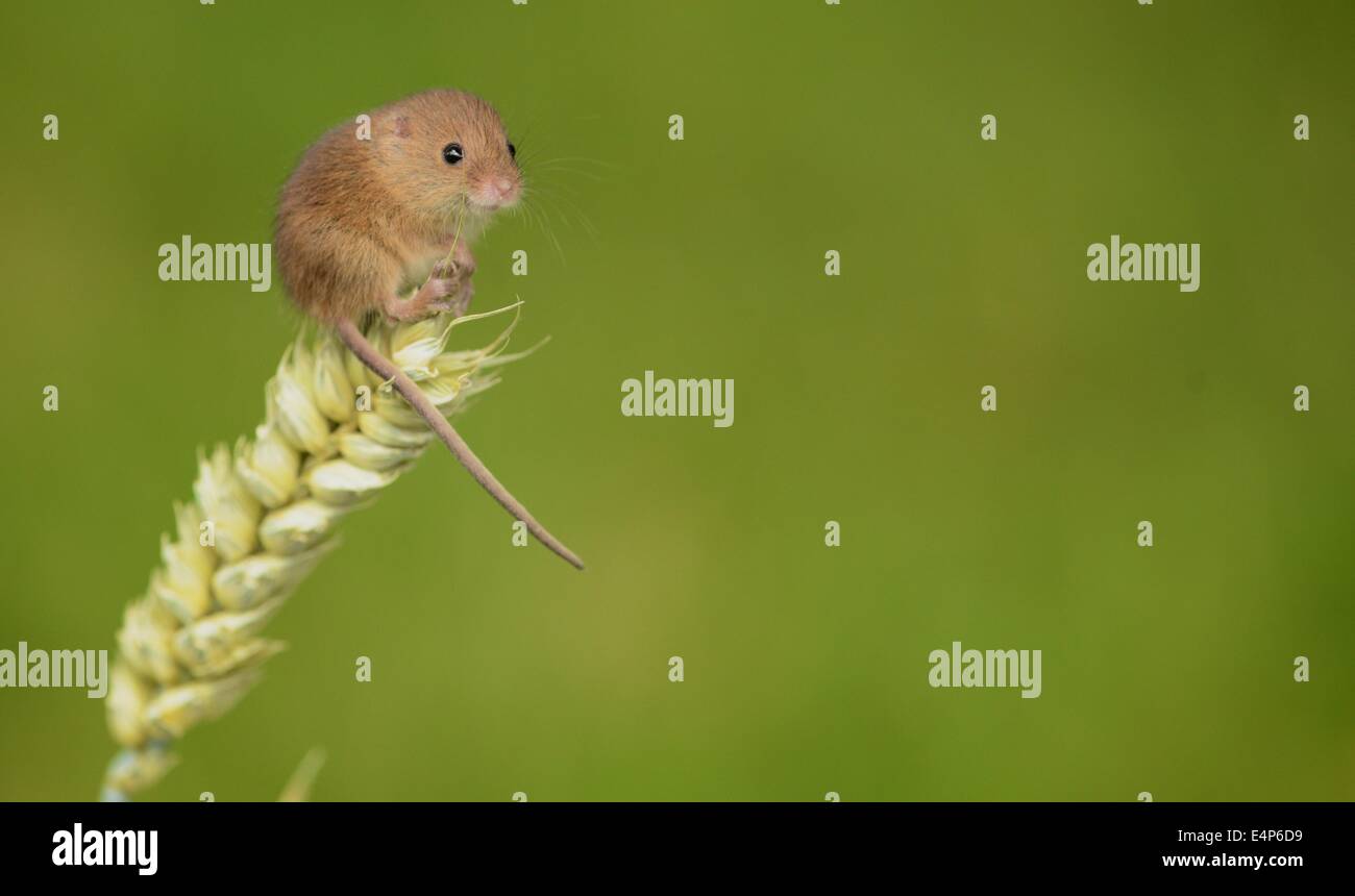 Sitting on mouse hi-res stock photography and images - Alamy