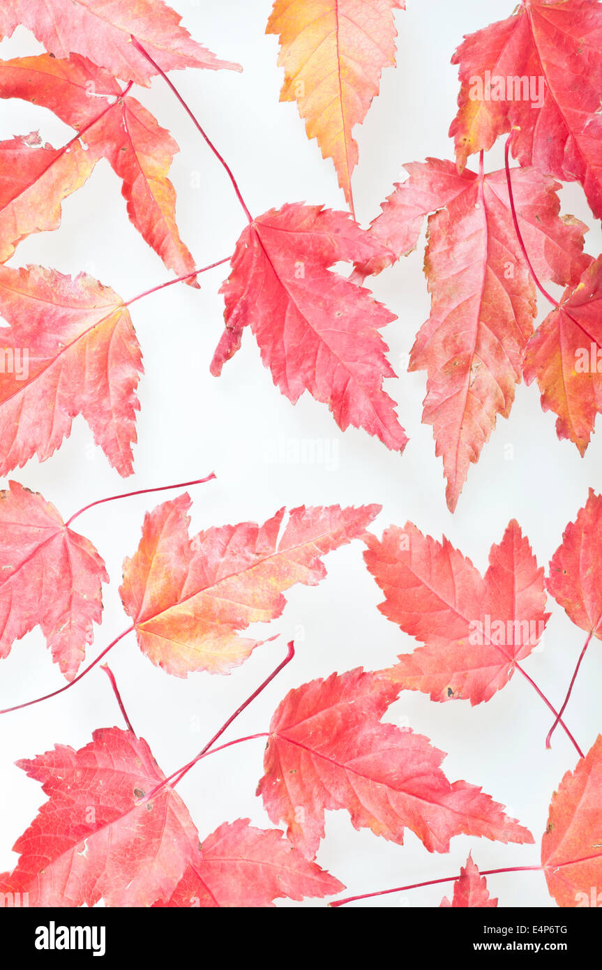 Red autumn leaves, backlit, studio still life on white background Stock ...