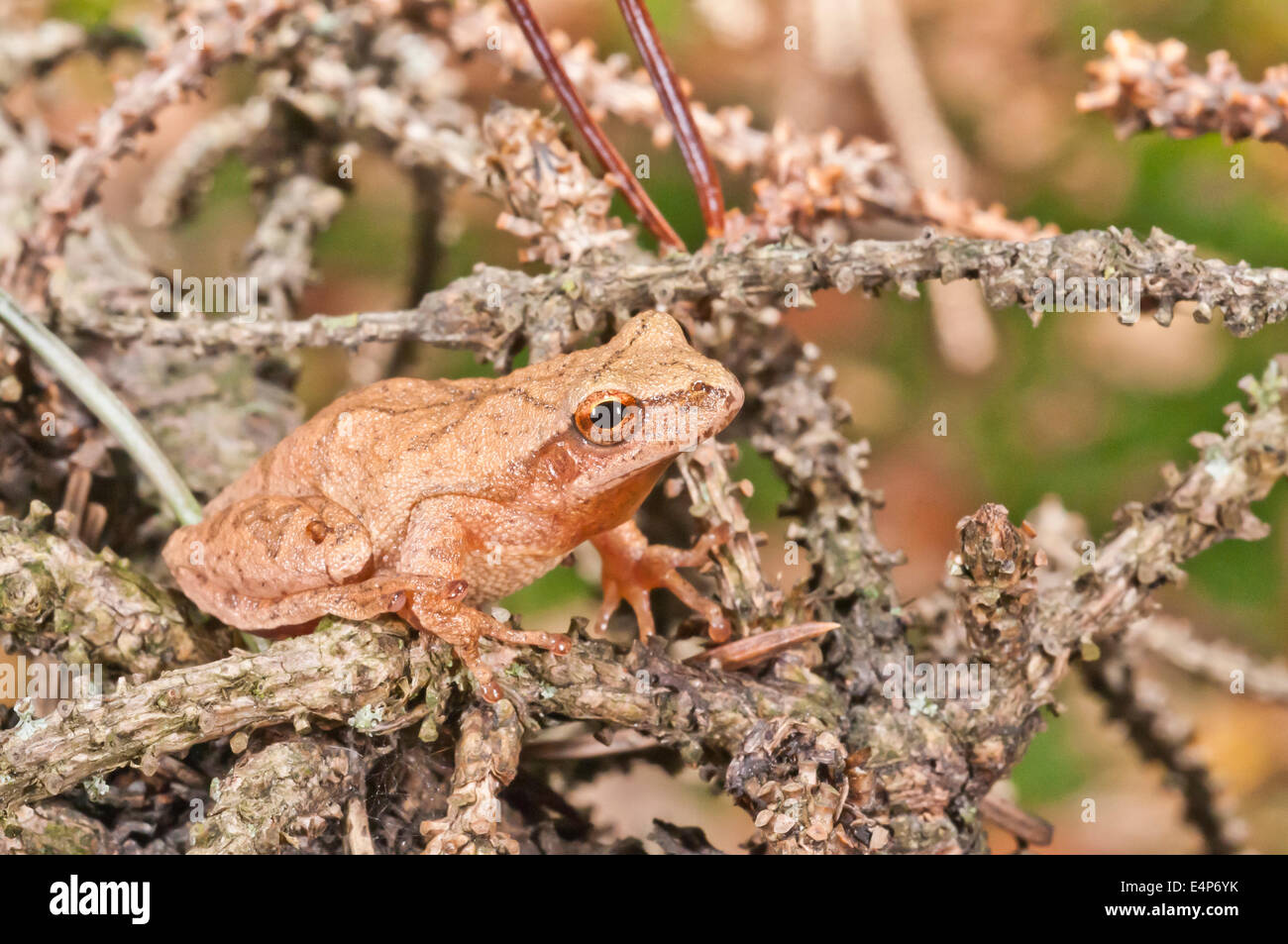 Northern spring peeper, Pseudacris crucifer, native to eastern USA and ...