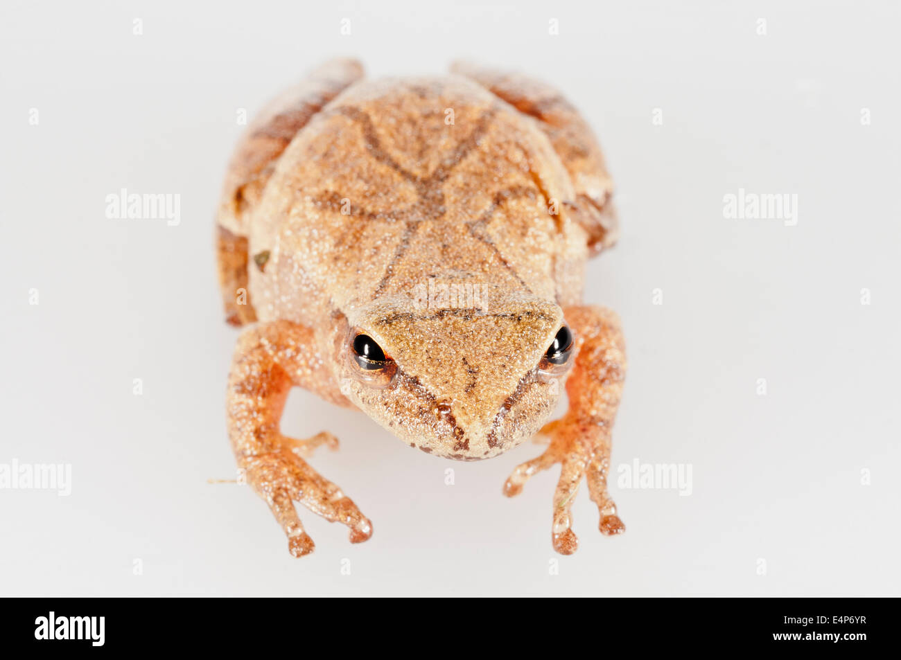 Northern spring peeper, Pseudacris crucifer, native to eastern USA and ...