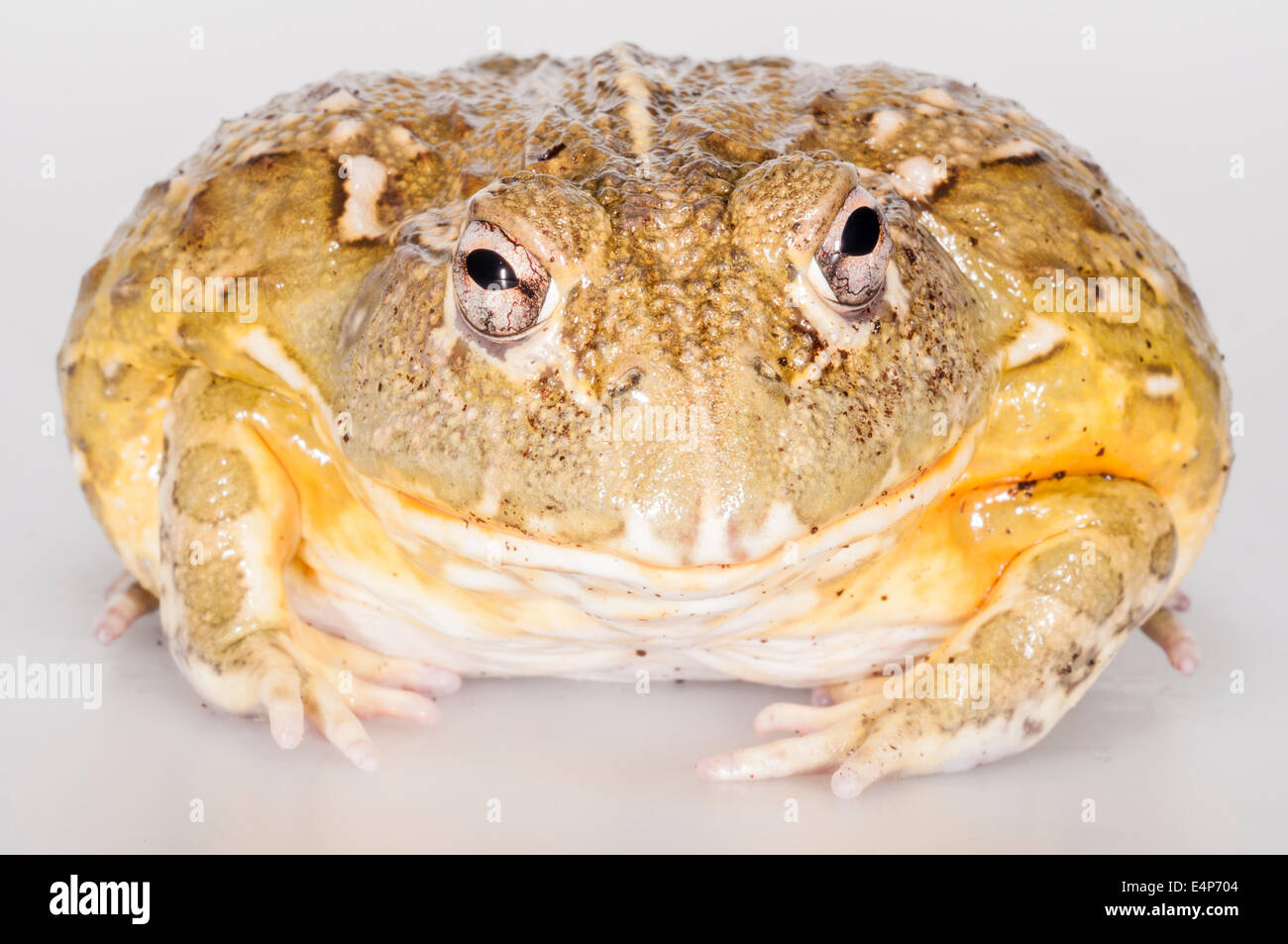 African pixie frog hi-res stock photography and images - Alamy