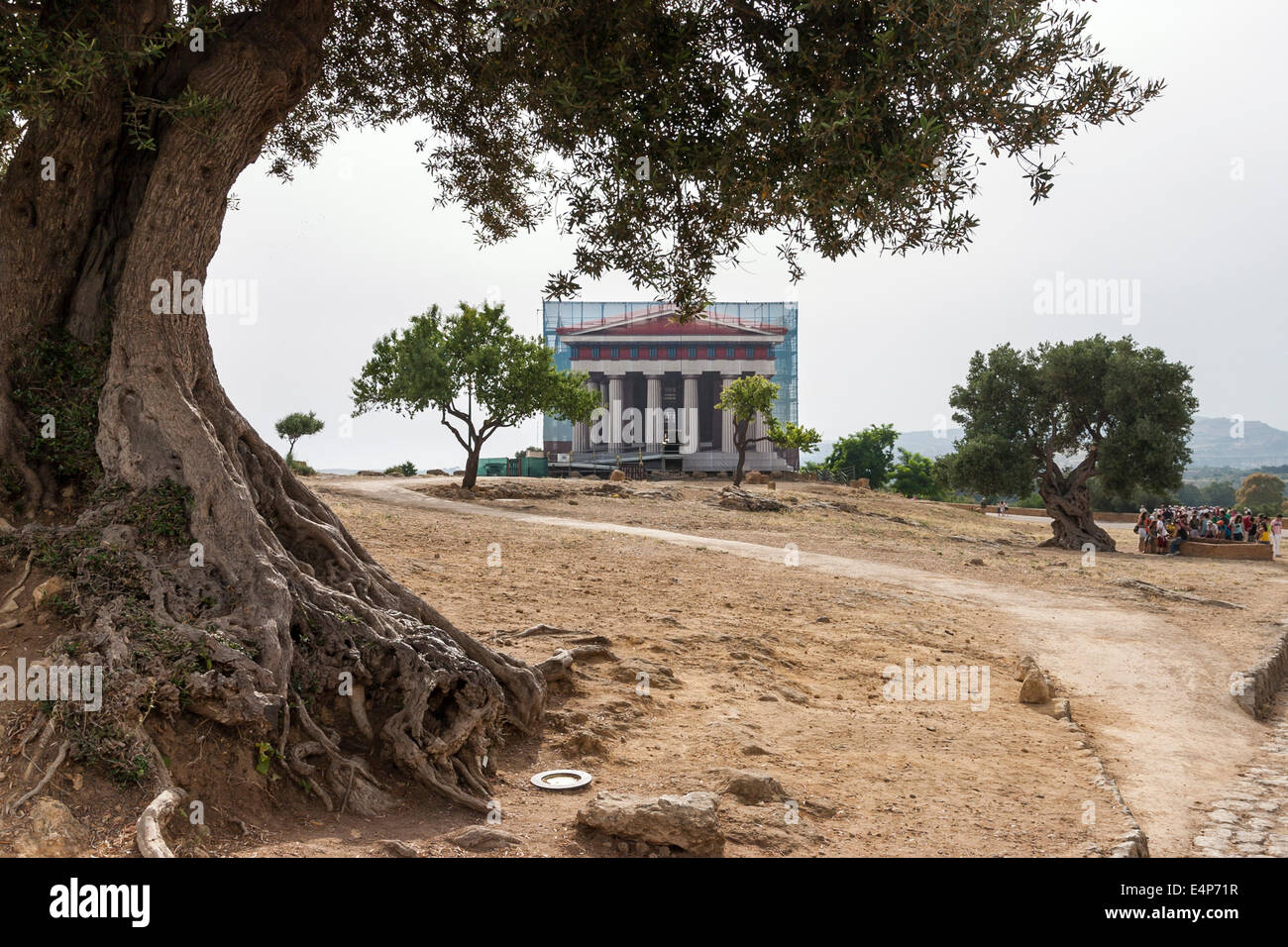 Concordia Temple under wraps. Framed by an ancient olive tree an artist ...