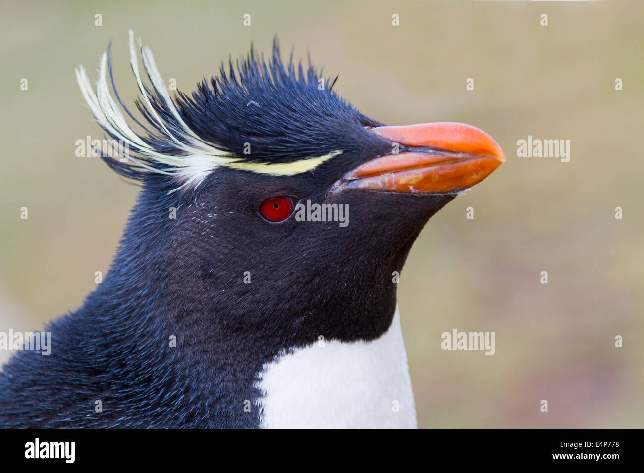 Felsenpinguin hi-res stock photography and images - Alamy